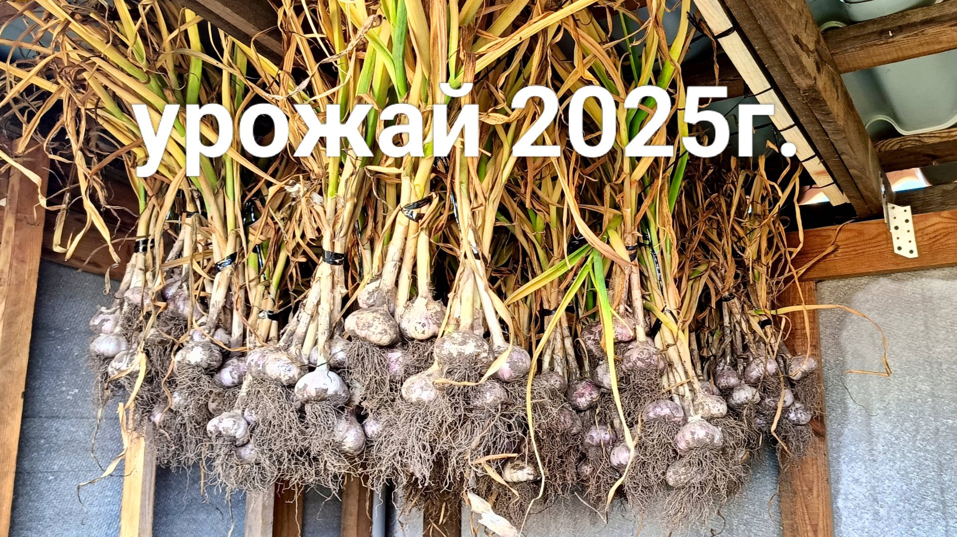 Копаем озимый чеснок.