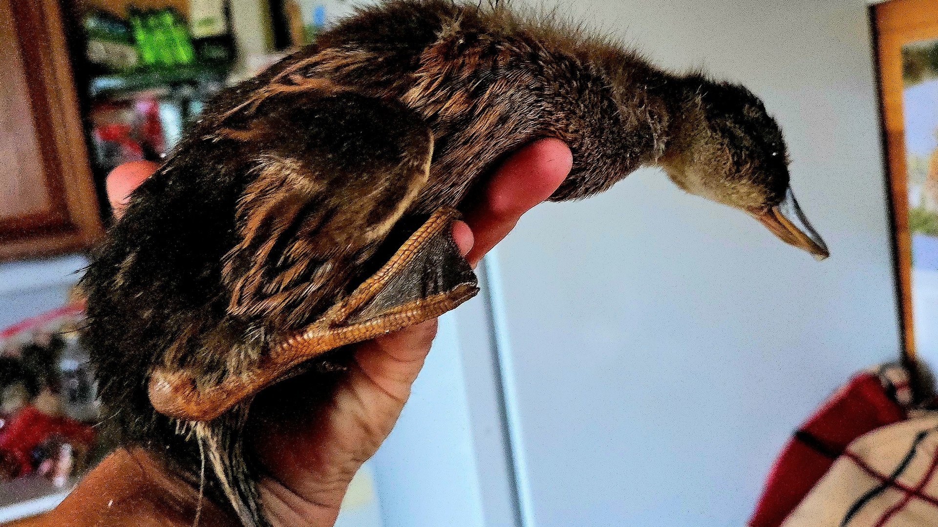 Захворал утёнок