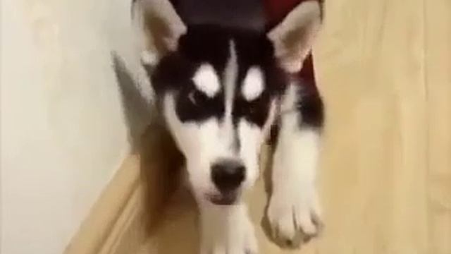 КНОПКА ДЛЯ УМЕНЬШЕНИЯ ЛАЯ СОБАКИ