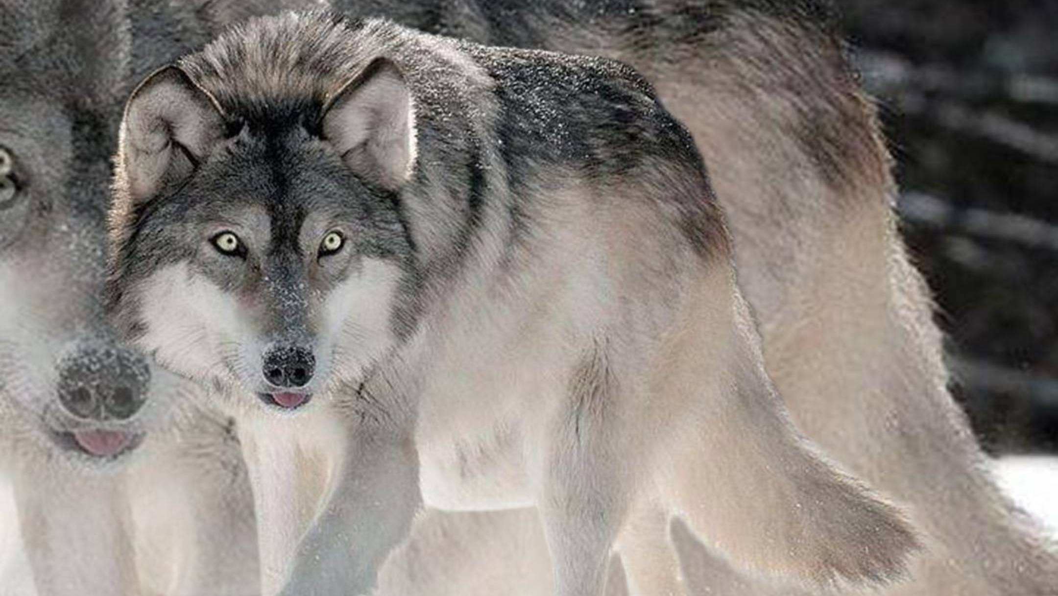 Волки зимой. Документальный фильм