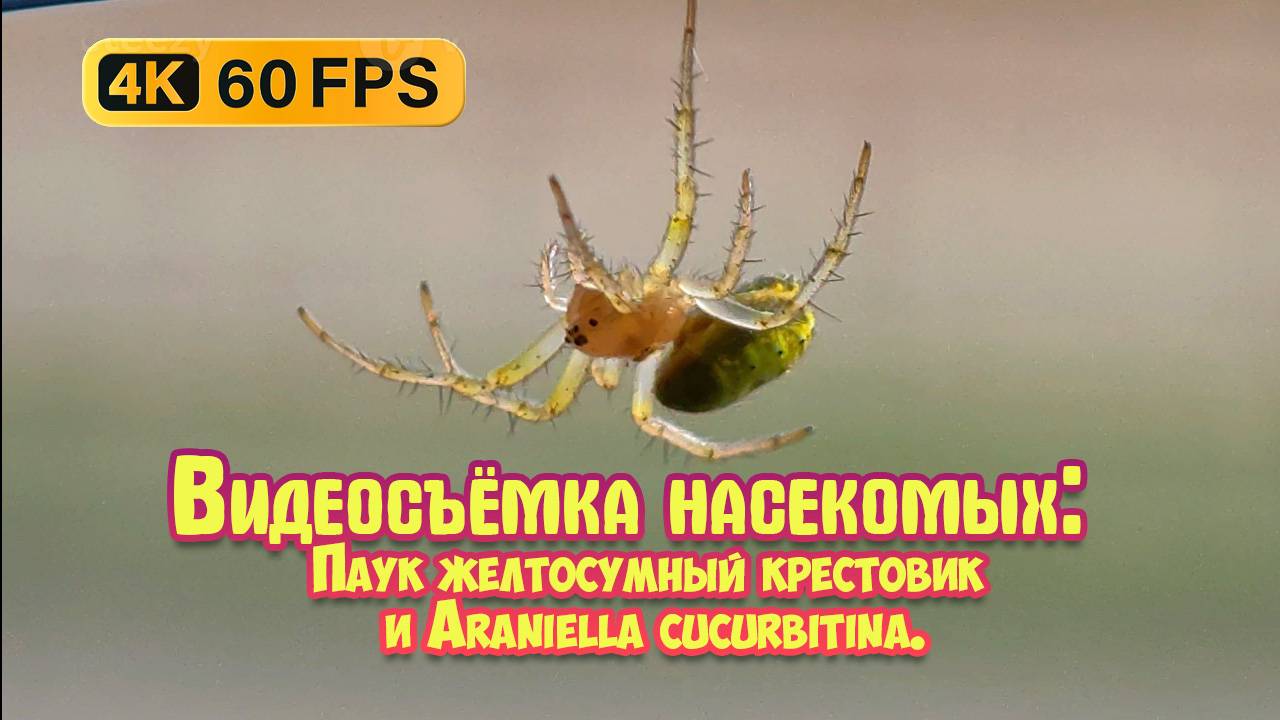 Видеосъёмка насекомых: Паук желтосумный крестовик и Araniella cucurbitina - 4К