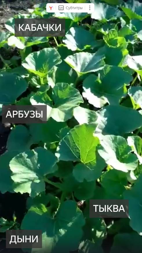 Арбузы. Дыни. Кабачки. Цукини. Картошка. Тыква. Дача. Огород. Урожай в Сибири.