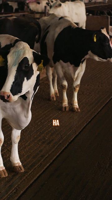 Точность в цифрах: как мы измеряем эффективность работы с КРС