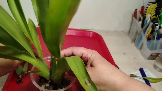 П-17.Ч-1. Распаковка посылки. Камбрия без корней. Реанимация (Обработка посадка)