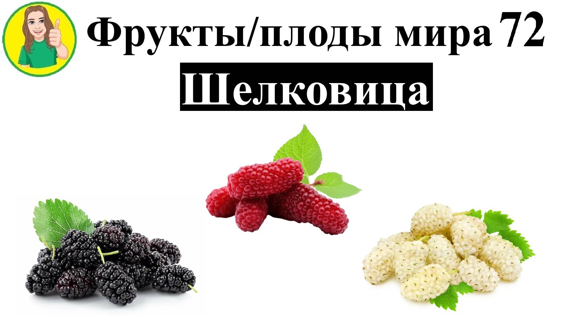 Фрукты - плоды мира 72 – Шелковица Сыроедение Фрукторианство