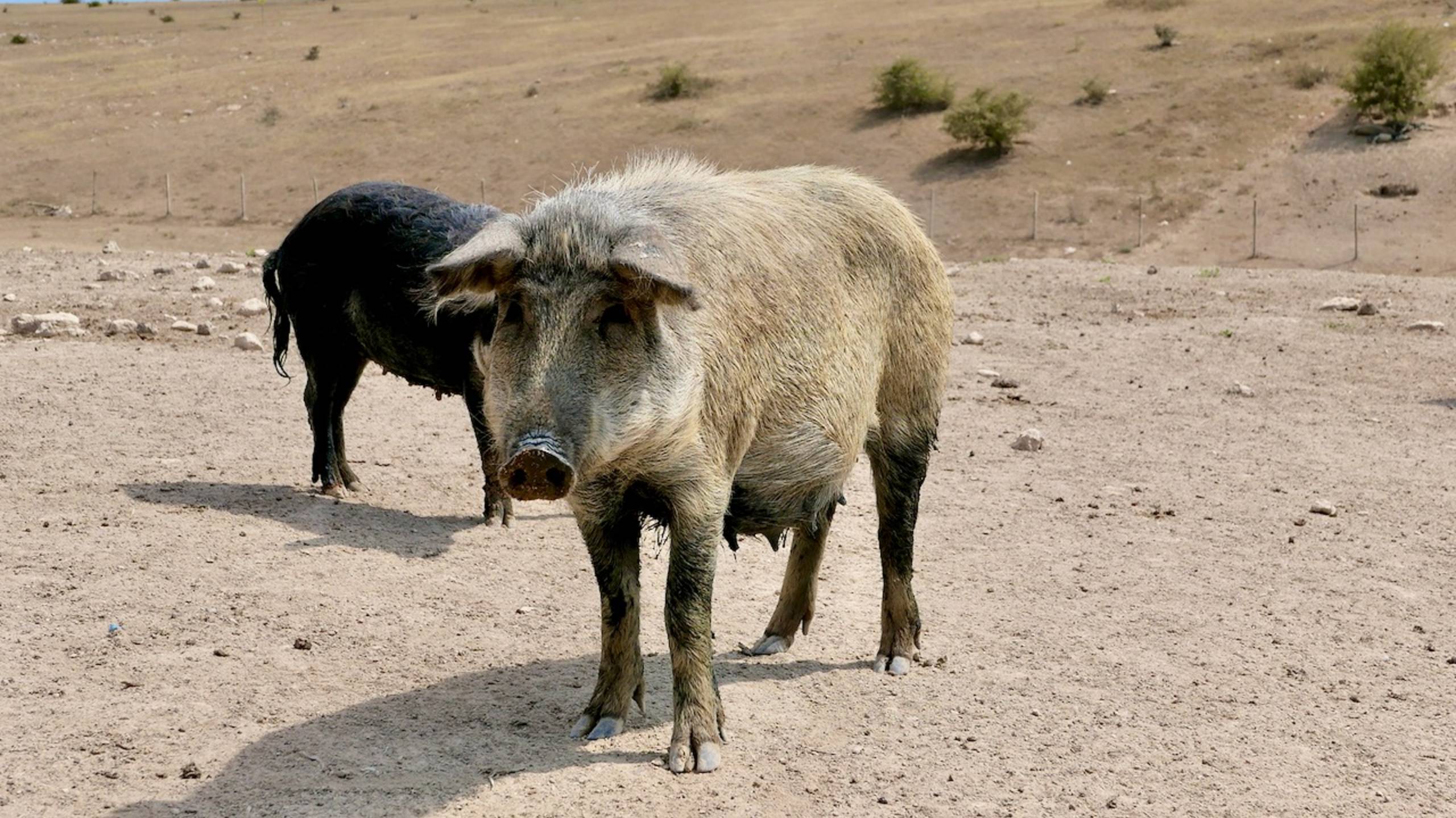 В Крыму, где всегда тепло и солнечно, некоторые свиньи живут в идеальных условиях.