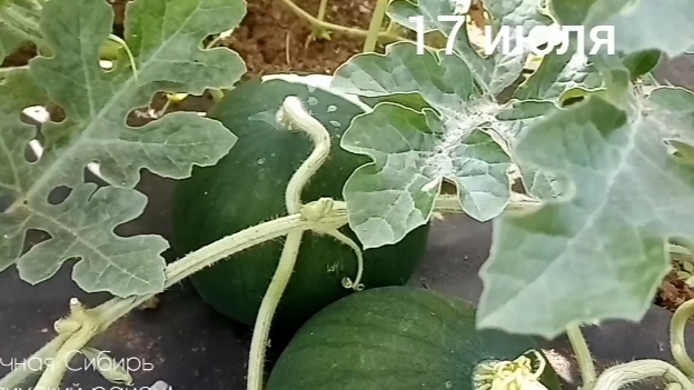 Дыни, арбузы в Сибири в июле. Основное по подкормкам.