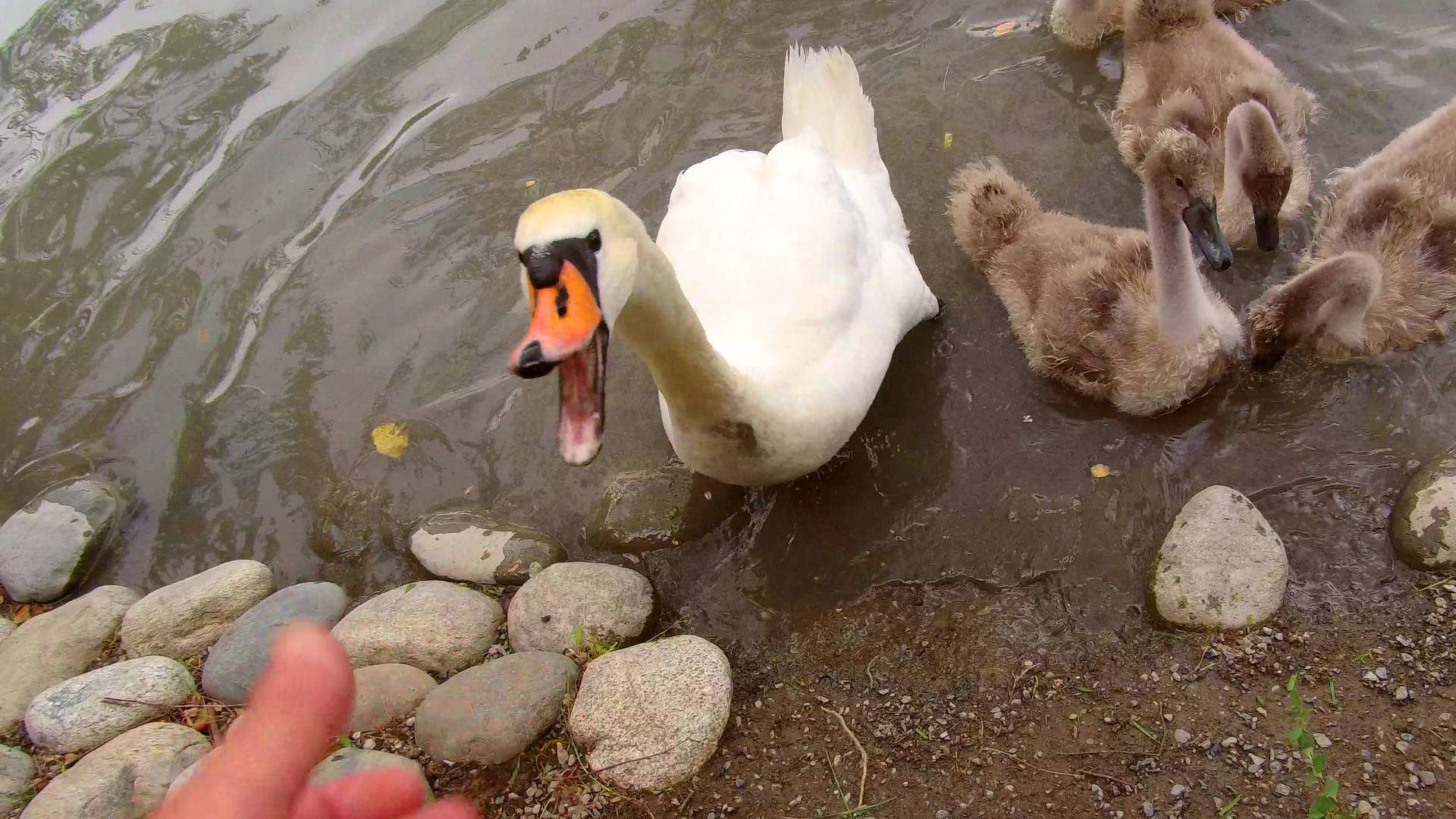 Лебеди в парке имени Хетагурова. Владикавказ, июль 2025