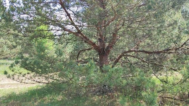 За сосновыми шишками!