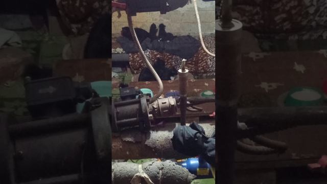 Котята в тепловом узле Kittens in a heating unit