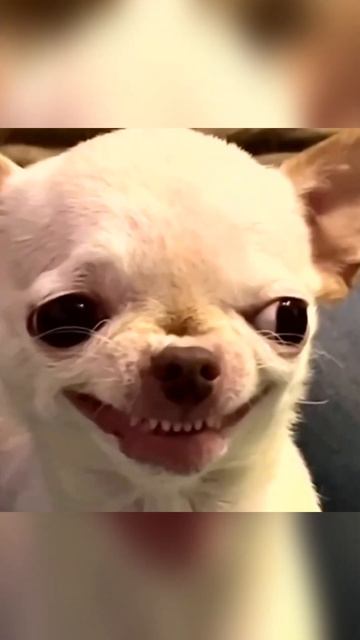 Funny Animal Shorts: Cat vs Crocodile, Cat Attack, and More!