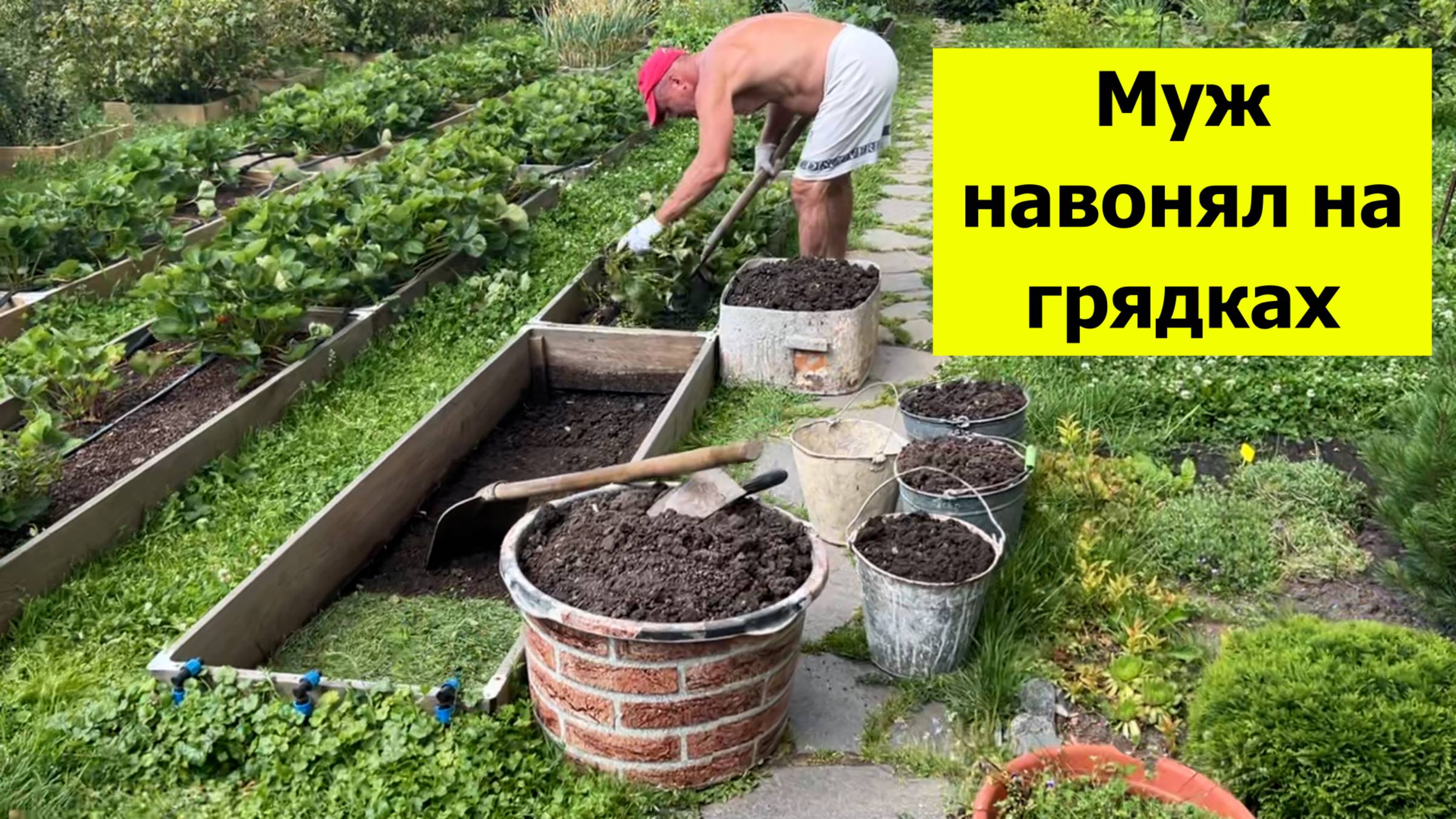 Муж навонял на грядках клубники. Навоз в компосте