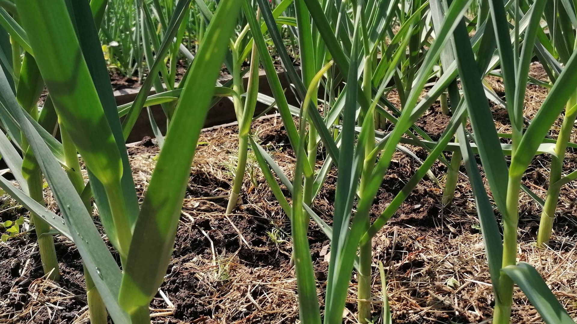 "Причины и решения: Почему гниет чеснок и как этого избежать"