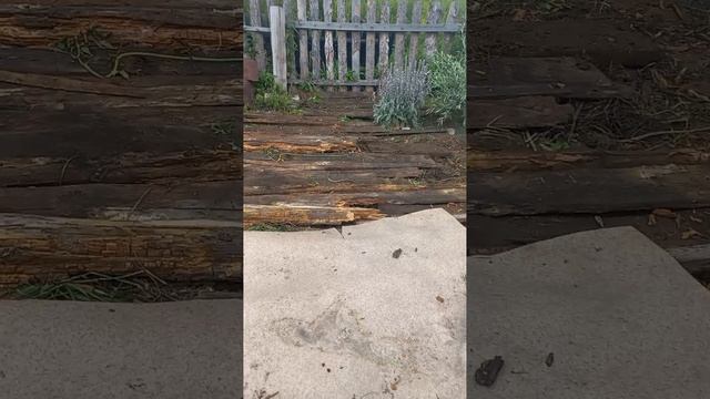 Полезные работы на участке💪Клумба мечта не получилась😒