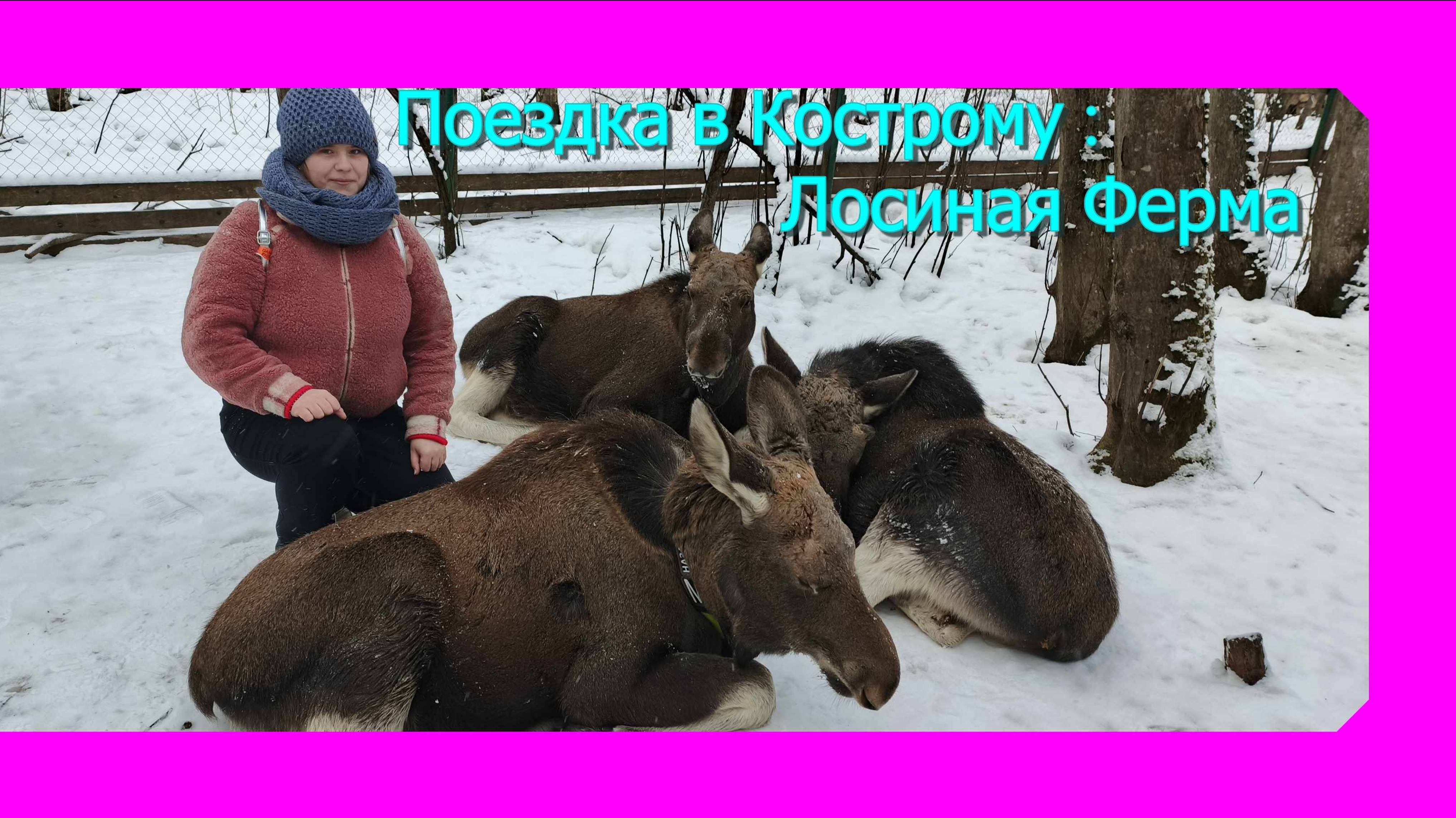Поездка в Кострому 1 часть. Лосиная ферма