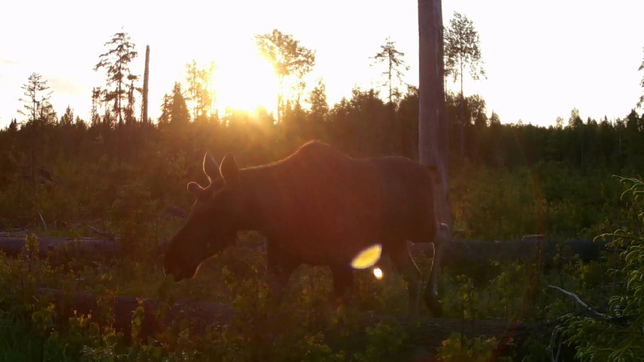 Встреча с лосем на рассвете: что происходит у солонца?