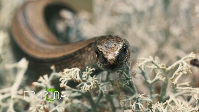 Природа. Веретеница, Anguis (безногая ящерица)