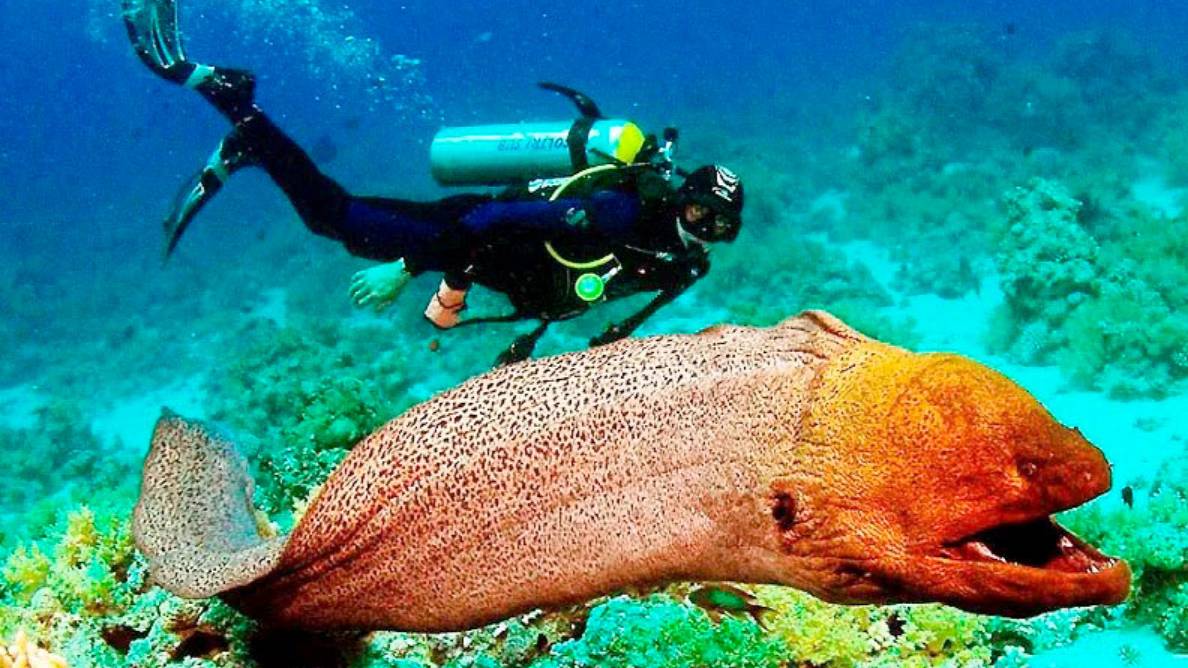Meeting with a moray eel. Встреча с муреной