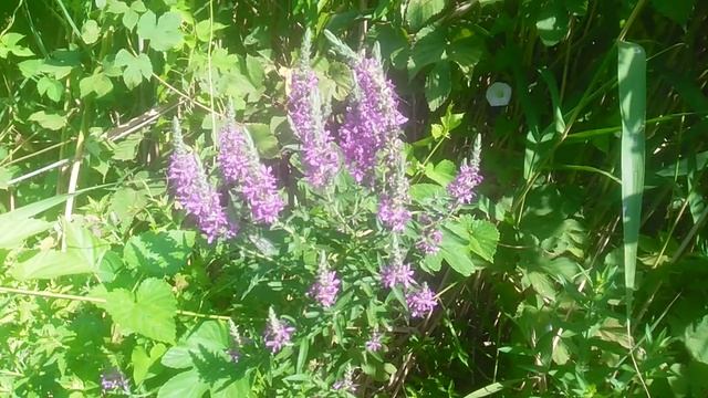 Дербенник иволистный
Растение