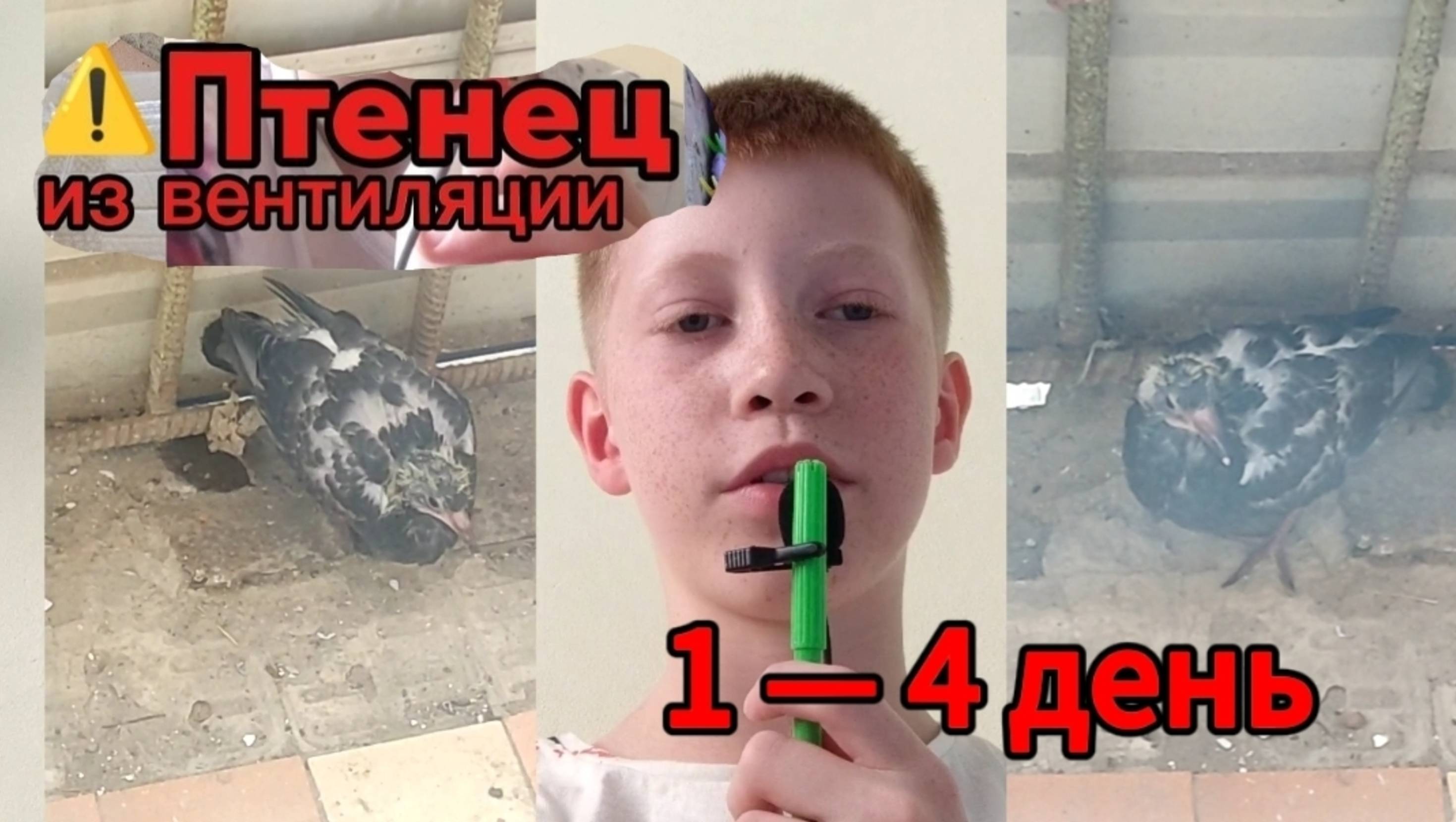 ⚠️Птенец из вентиляции. 1 — 4 день. 4 часть🕊️