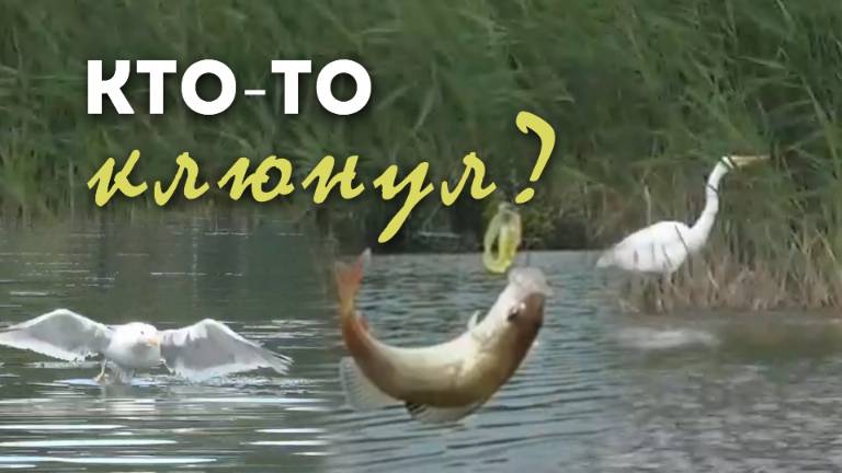 Кто-то клюнул? #михалычдачник#рыбалка #сезонконтентаRUTUBE