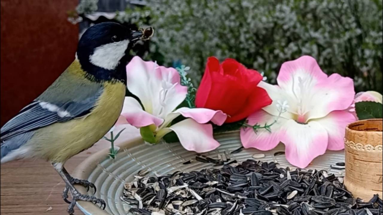 Зеленушки и Большаки на кормушке (07.05.2025 года)