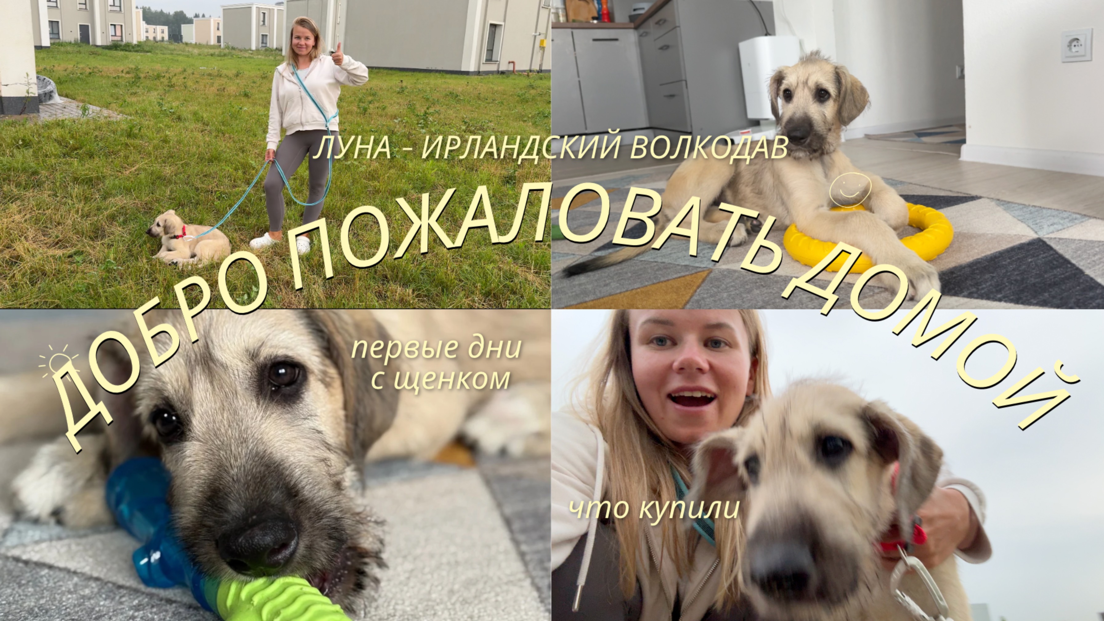 21. ВЛОГ | У НАС ПОПОЛНЕНИЕ ИРЛАНДСКИЙ ВОЛКОДАВ | первые дни дома | что купили \\ homeksusha