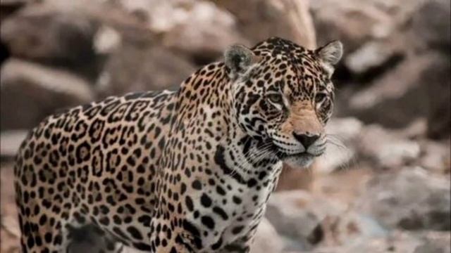 Кузьма и его Друзья (Клинок) - Ягуар Official audio