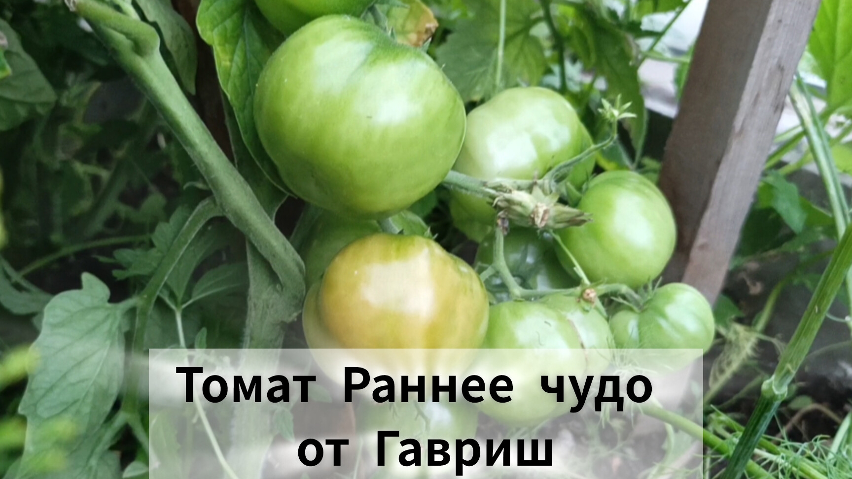 томат Раннее чудо от Гавриш. На кусте и в разрезе