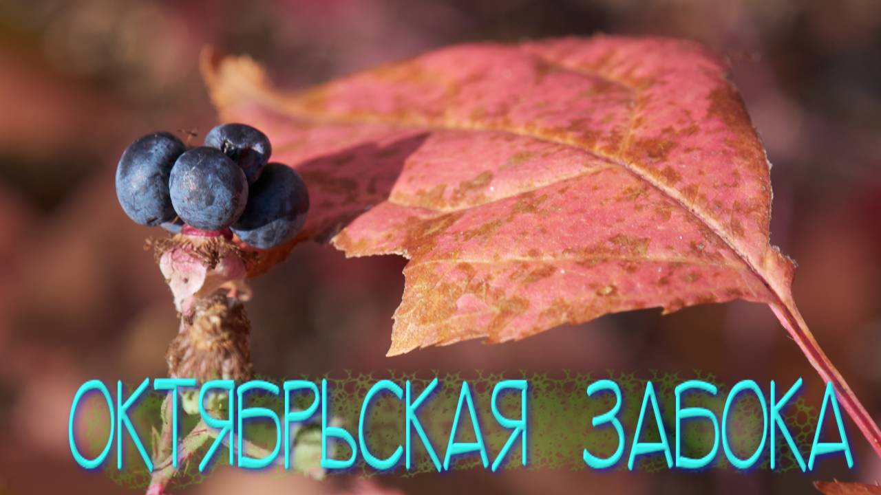 Алтай. Октябрьская Забока. 2023 год