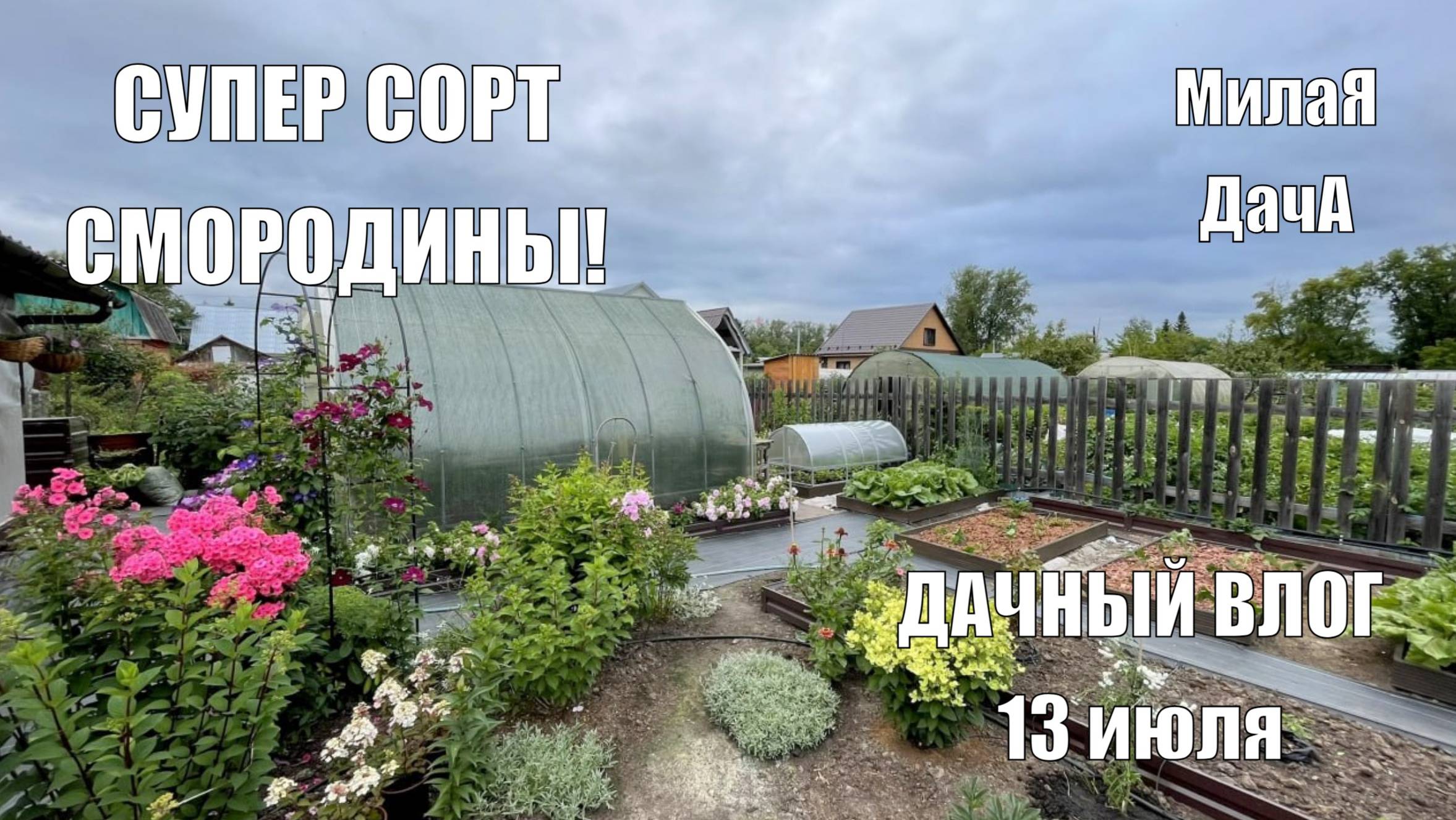 Смородина удивила всех |Дошли руки до клубники| Дачный влог 13 июля