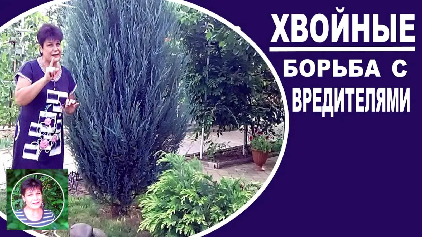 Чем опрыскать хвойные от клеща  Как бороться с клещем на хвойных культурах