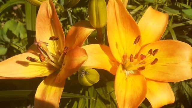 лилия сеянец №41 (Vlasova' 2025)