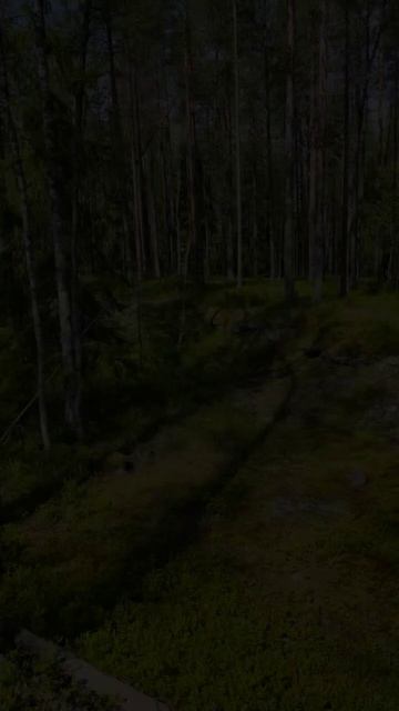 Карелия. Урочище Питкякангас. Мемориал «Крест скорби» Pitkyakangas tract. Memorial _Cross of Sorrow_