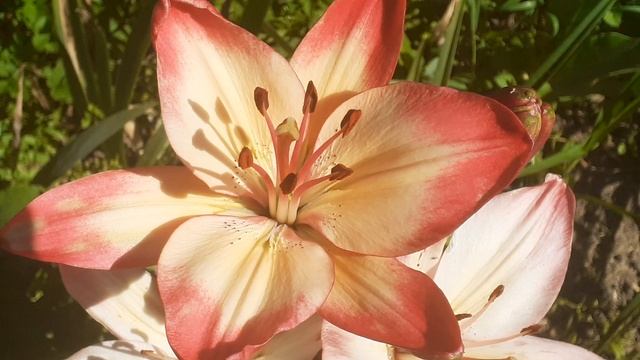 лилия НЭССИ (Vlasova' 2024)