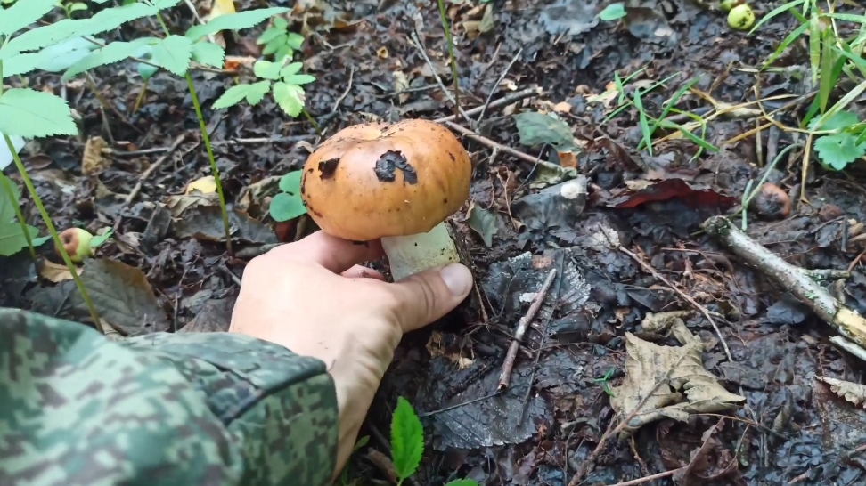 прогулка по лесу