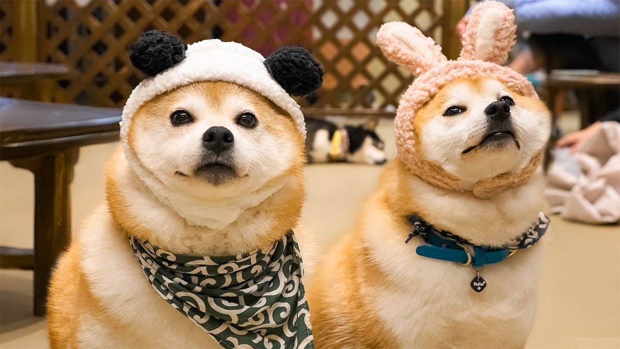 Посещение японского кафе, собачьего кафе с сиба-ину в Асакусе, Токийский рикша