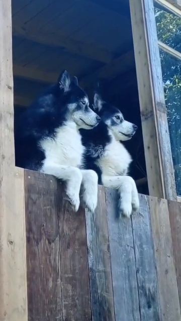 Бим и Боб смотрят в окно