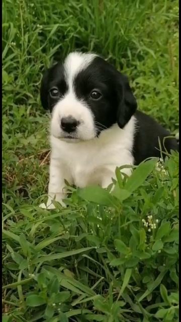 Кто такой сердитый волк?