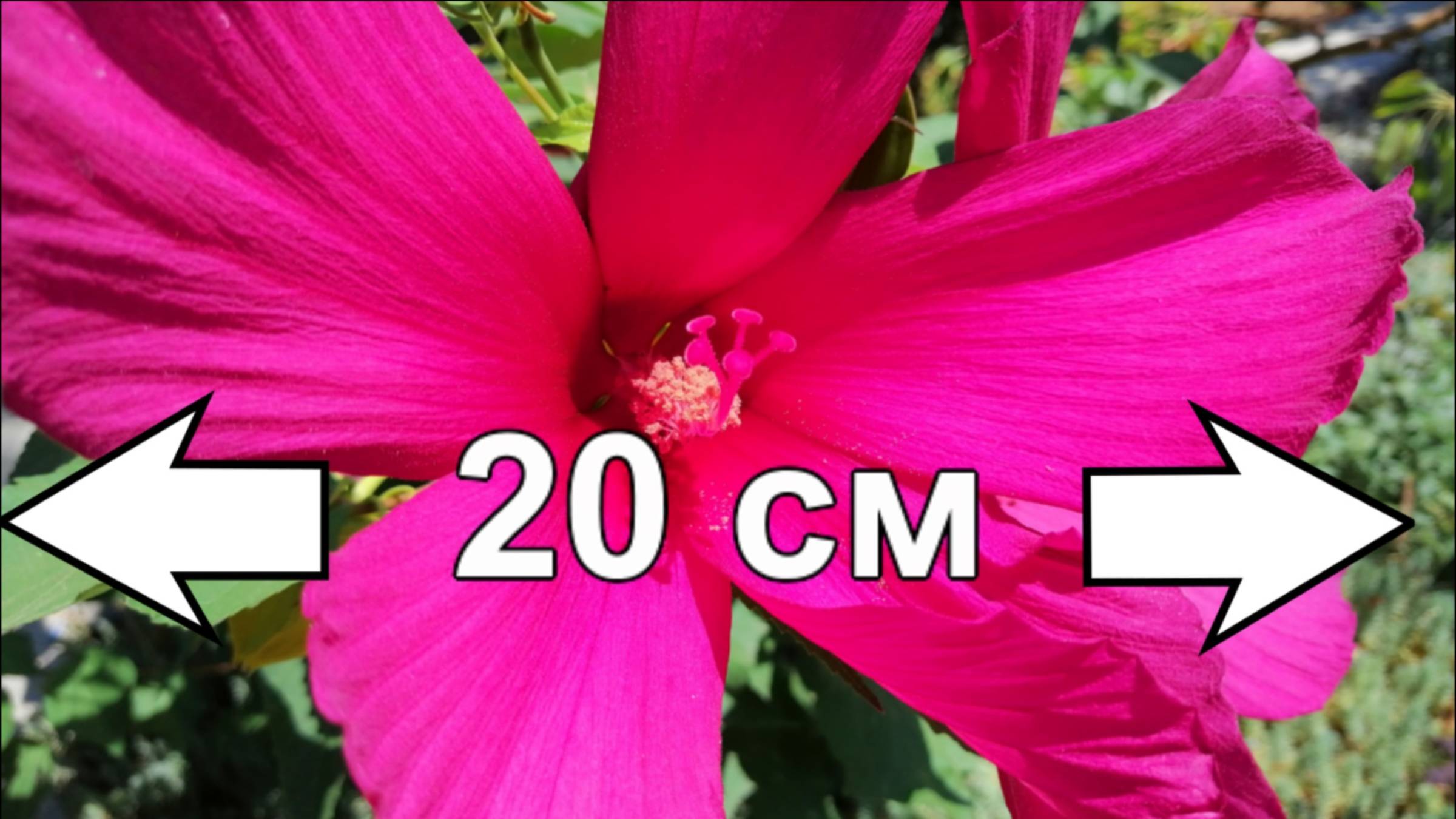 Гибискус Садовый Малиновая Звезда Украшение сада