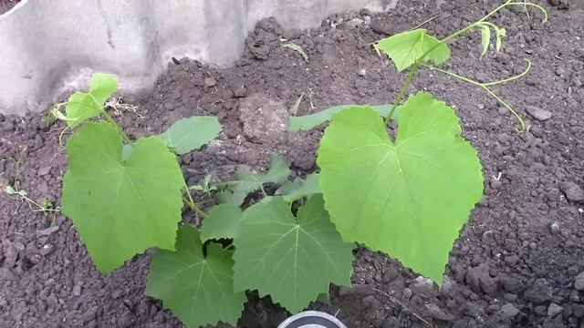 Муромцево 19 июля 2025г Виноградные дела..