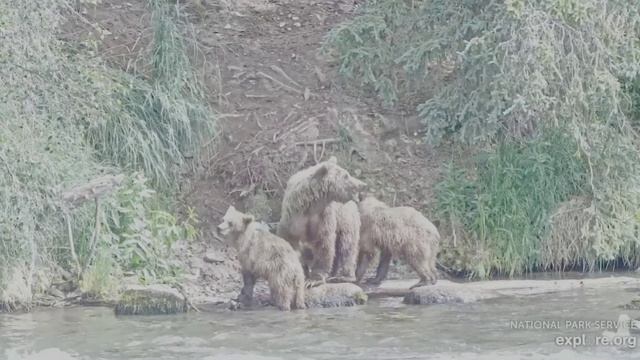 Семья мишек покушала и пошла дальше прогуливаться по лесу