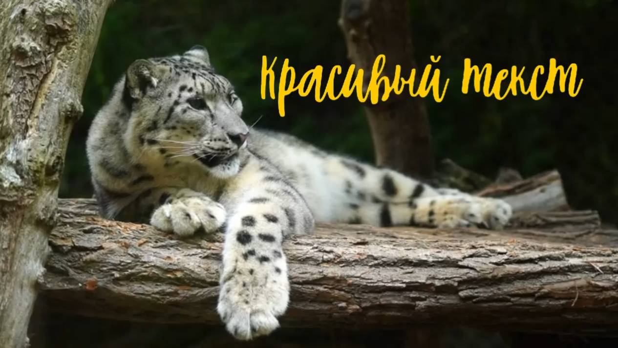 Милые животные скачай футажи для видеомонтажа