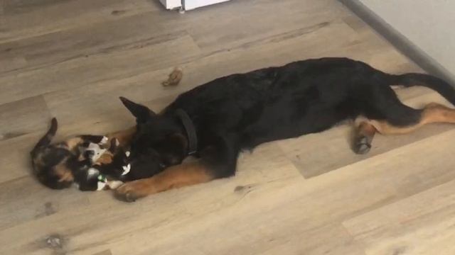 Дружба кошки с собакой. Баларис НЭРРА 5 месяцев.