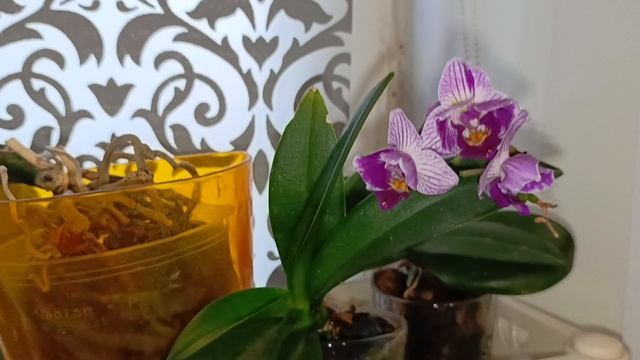 Орхидеи. Орхо-коллекция. Расставание на месяц.