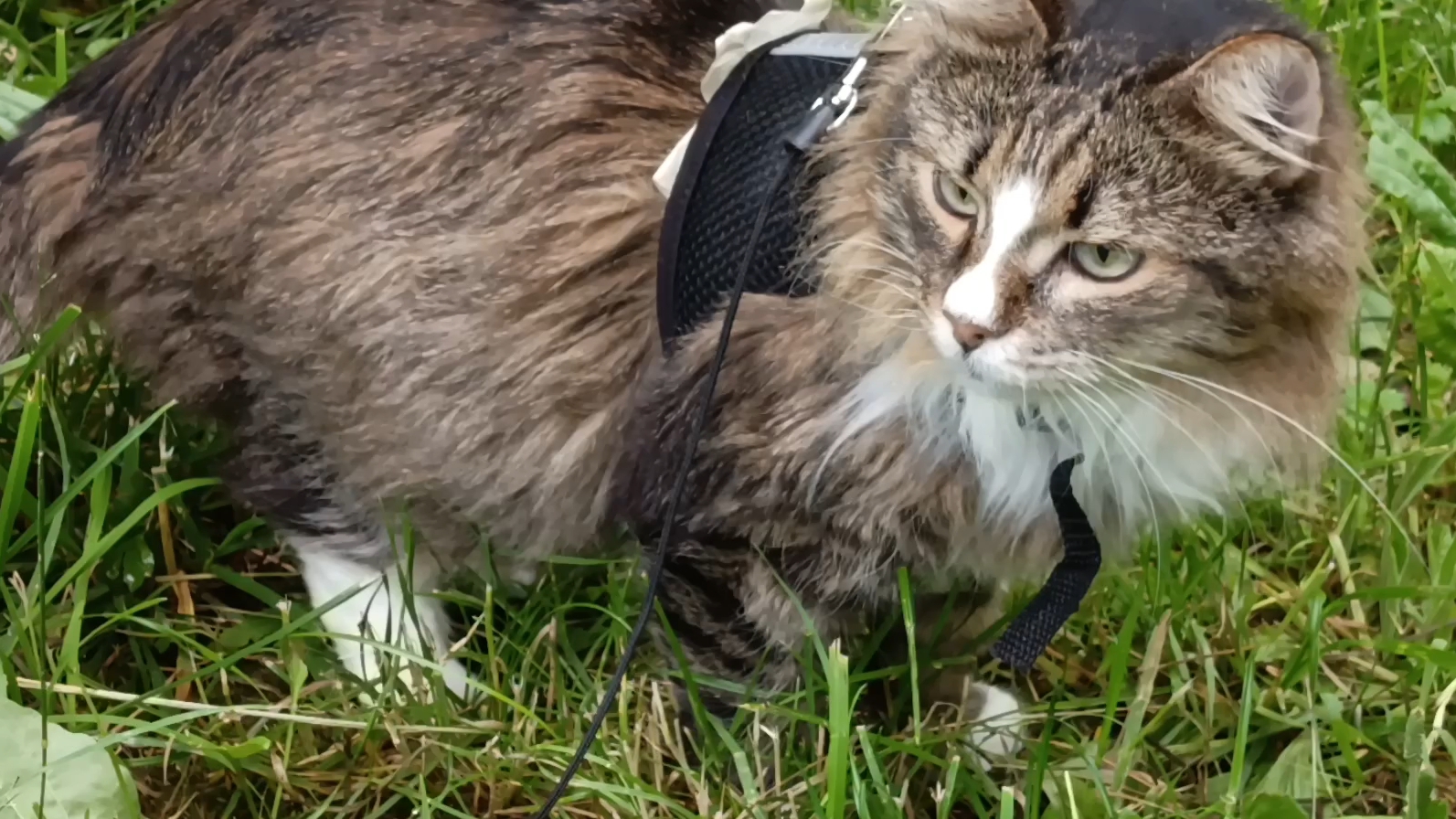 Стёпка и Воробей.