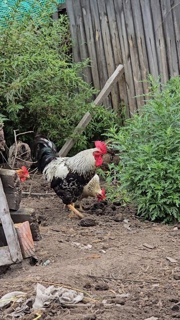 Крик петуха