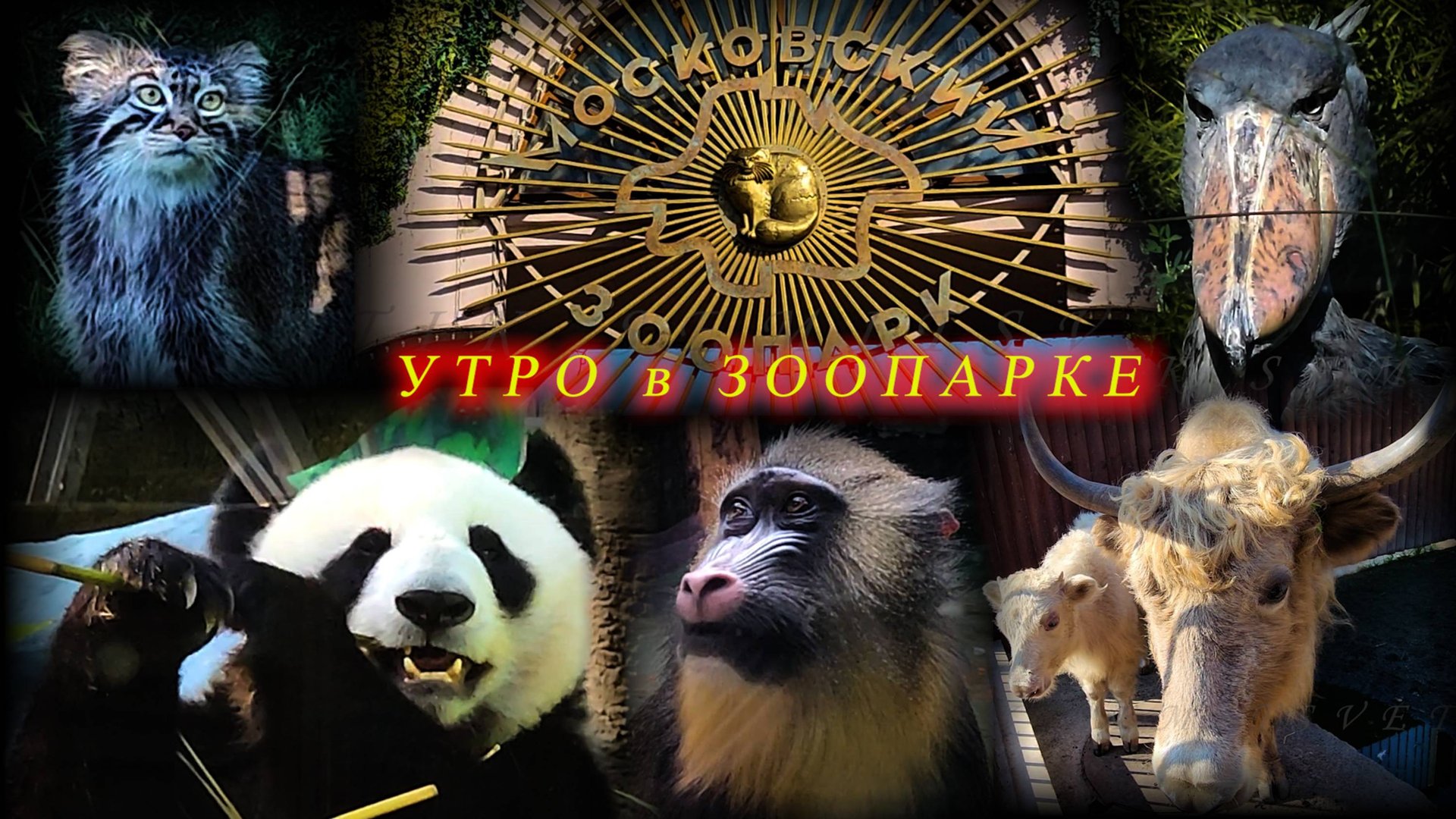 Улыбательное видео об утреннем московском зоопарке. Москва. Июль 2025