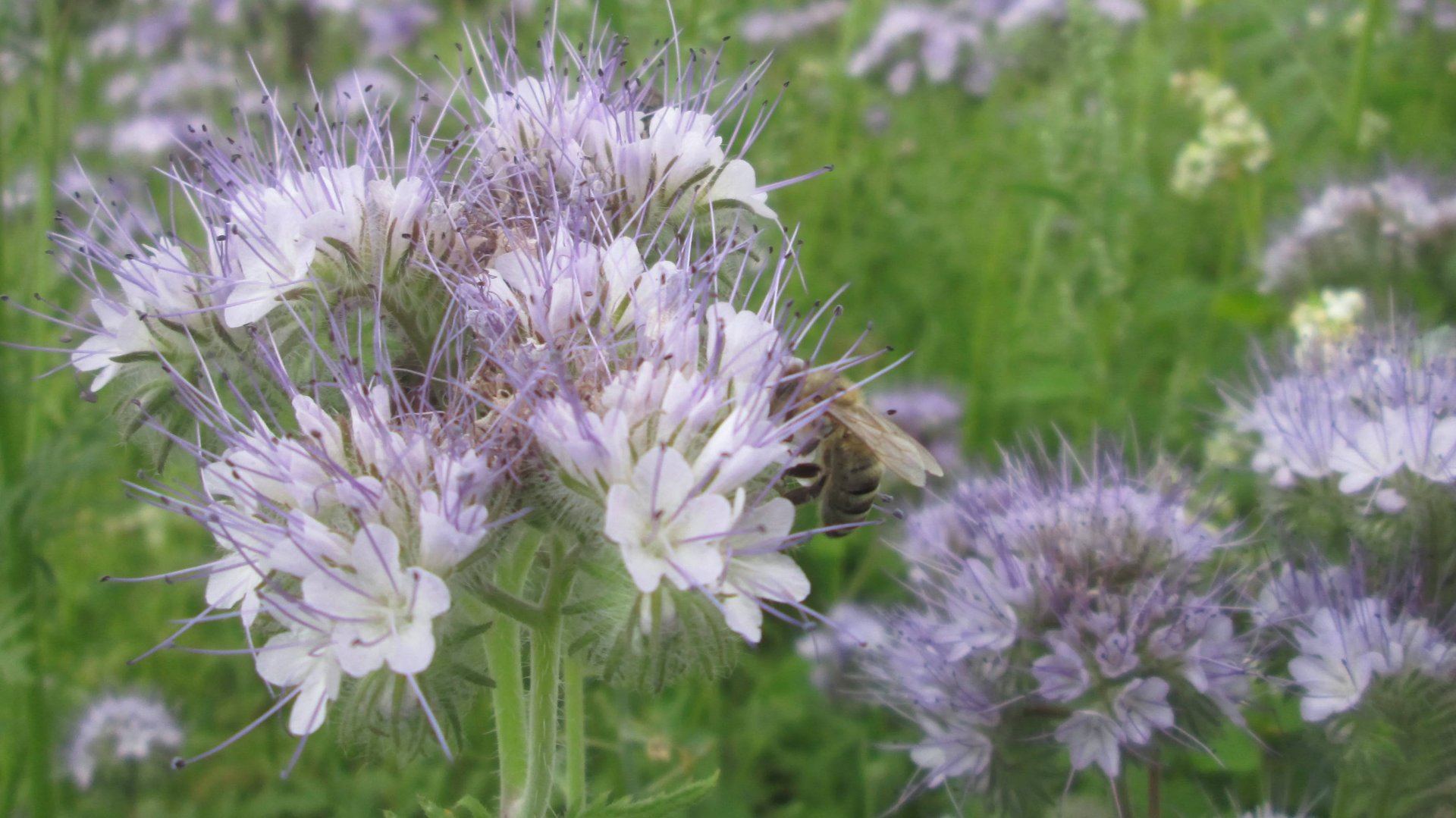 Фацелия медонос