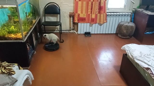 Кошка на пылесосе катается.